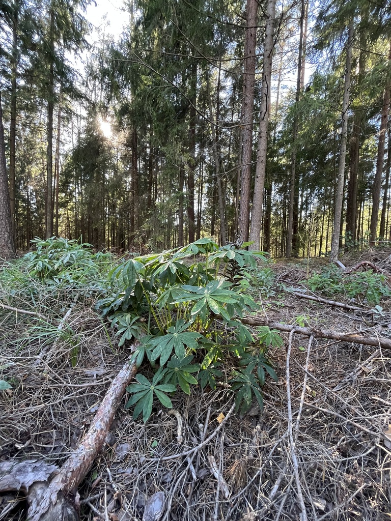 Large-leaved lupine from Kazlų Rūda Municipality, Lithuania on ...