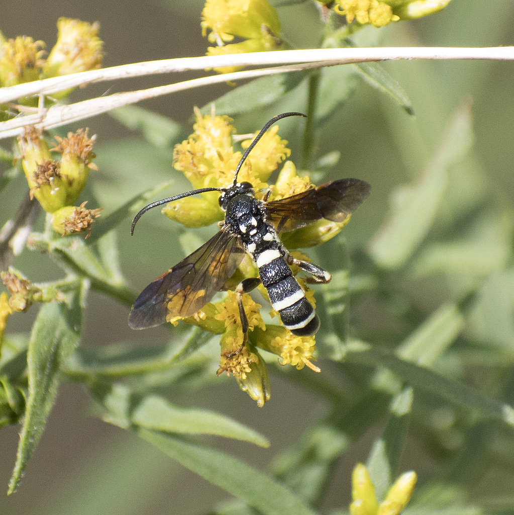 Metopius from Huber Heights, OH, USA on September 14, 2023 at 12:54 PM ...