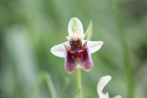 Levant Orchid (Subspecies Ophrys fuciflora grandiflora) · iNaturalist