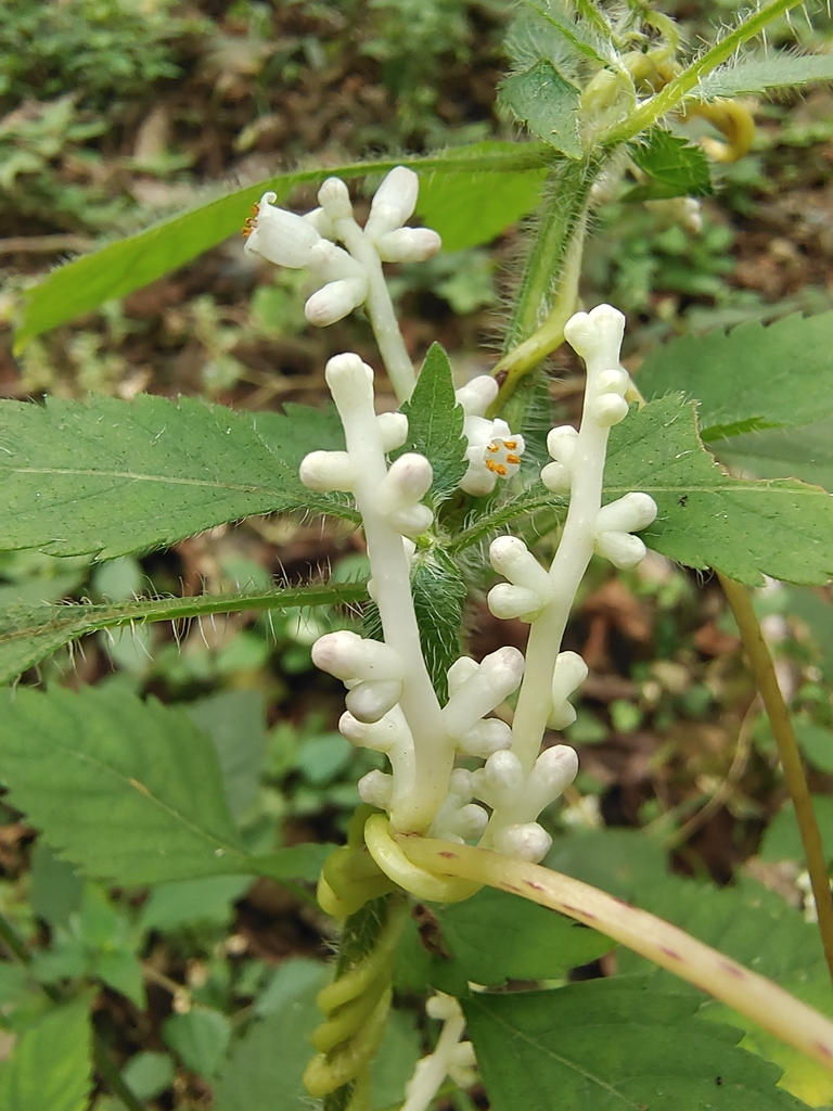 Japanese dodder from Yichun, CN-JX, CN on September 19, 2023 at 04:07 ...