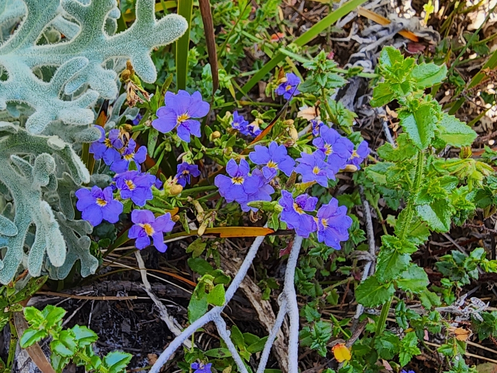 Blue Dampiera from Jervis Bay JBT 2540, Australia on September 19, 2023 ...
