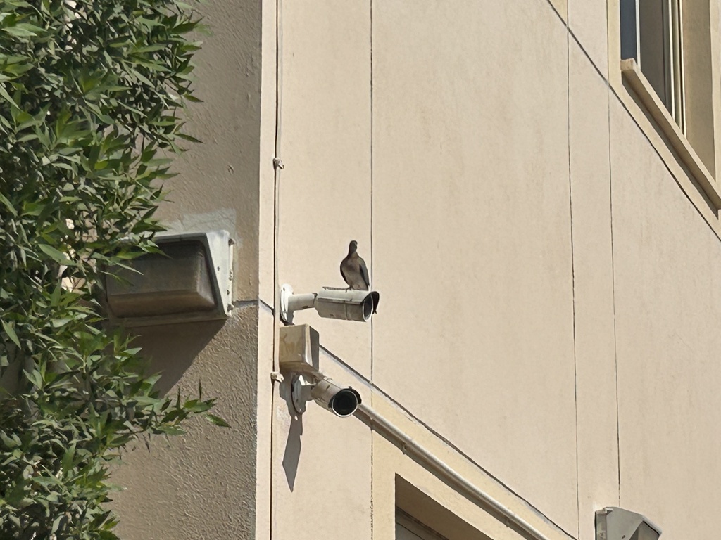 Iranian Laughing Dove from Rawdat Al Khalfat Street, Al Rayyan, Al ...