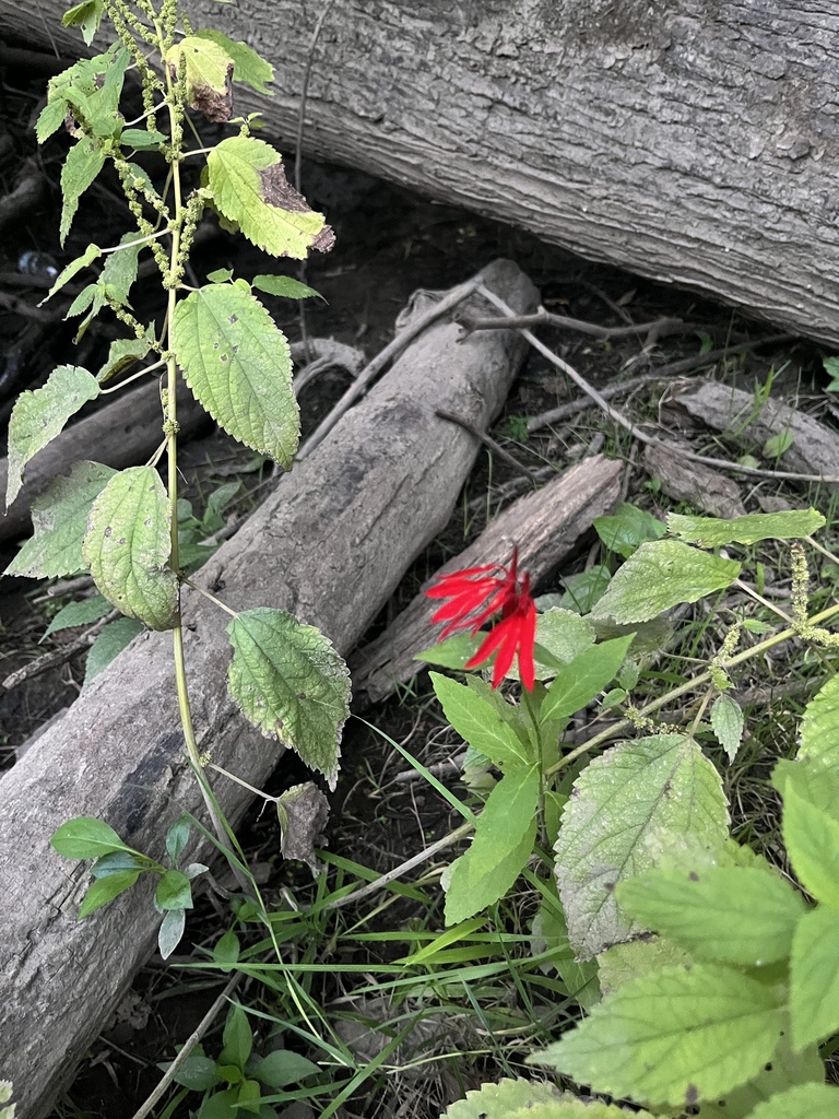 cardinal flower from Stow St, Kent, OH, US on September 17, 2023 at 07: ...