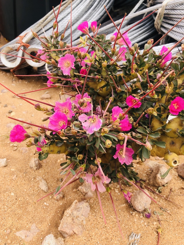 plants from ǁKaras, NA on September 4, 2023 at 03:33 PM by lesterh305 ...