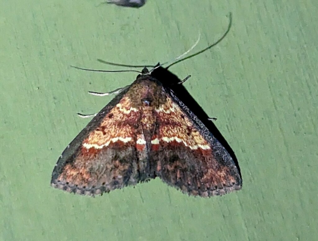 Underwing, Tiger, Tussock, and Allied Moths from NH-40, Umling ...