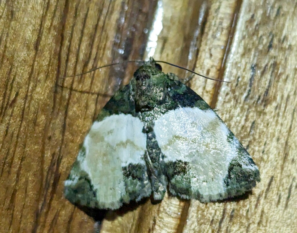 Butterflies and Moths from NH-40, Umling-Patharkhmah Rd, Meghalaya ...