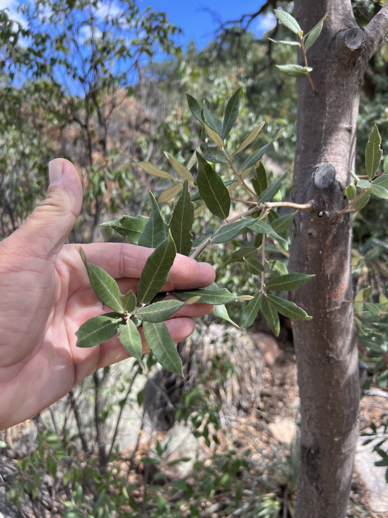 silverleaf oak from Coronado National Forest, Cochise, AZ, US on ...