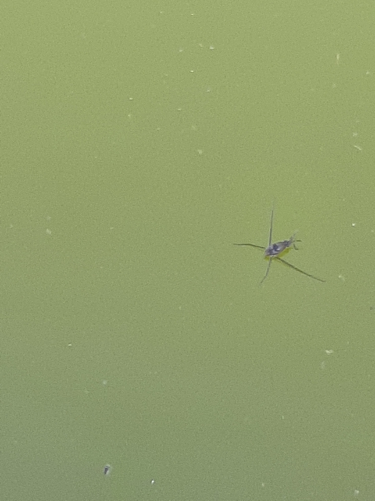 Gerrini from 25016 Ghedi BS, Italia on September 19, 2023 at 02:33 PM ...