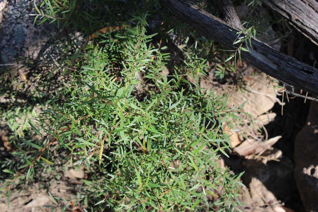 Lemon Scented Tea Tree from Crows Nest QLD 4355, Australia on September ...