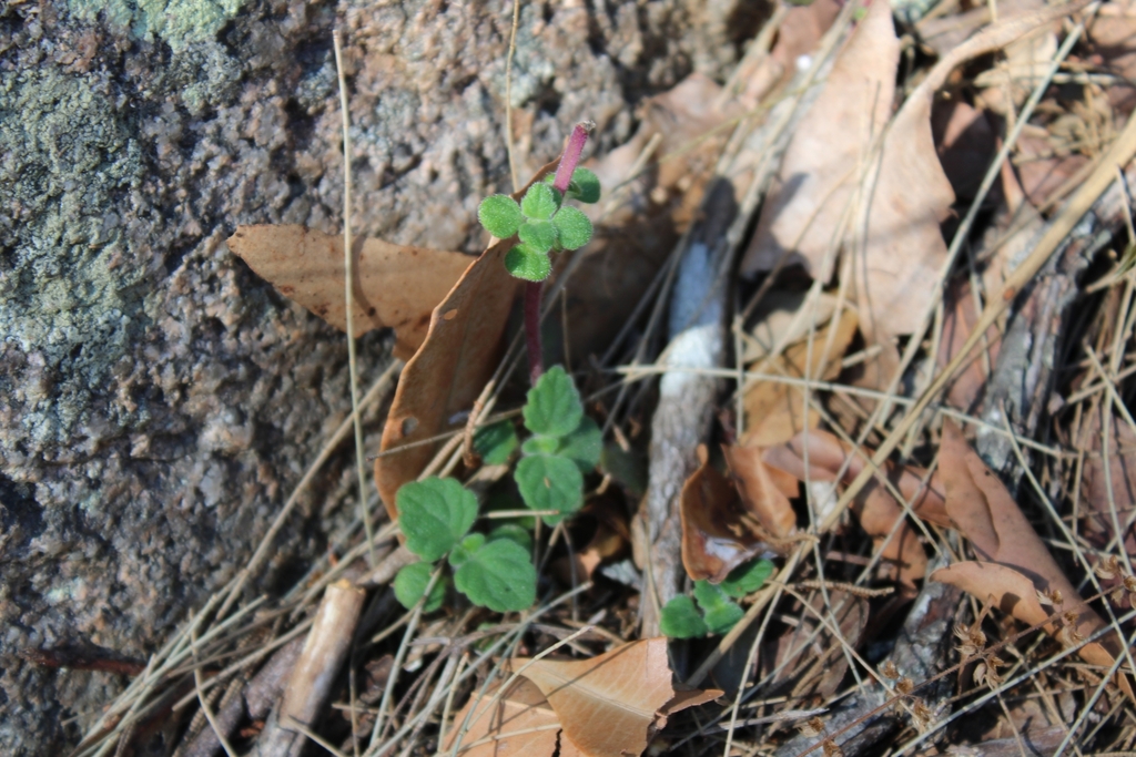 little spurflower from Crows Nest QLD 4355, Australia on September 19 ...