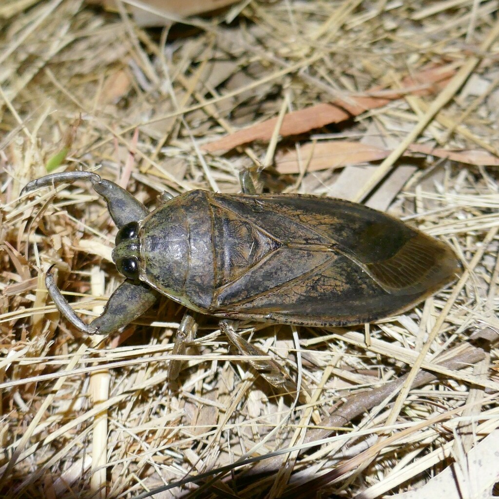 Lethocerus distinctifemur from King Leopold Ranges WA 6728, Australia ...