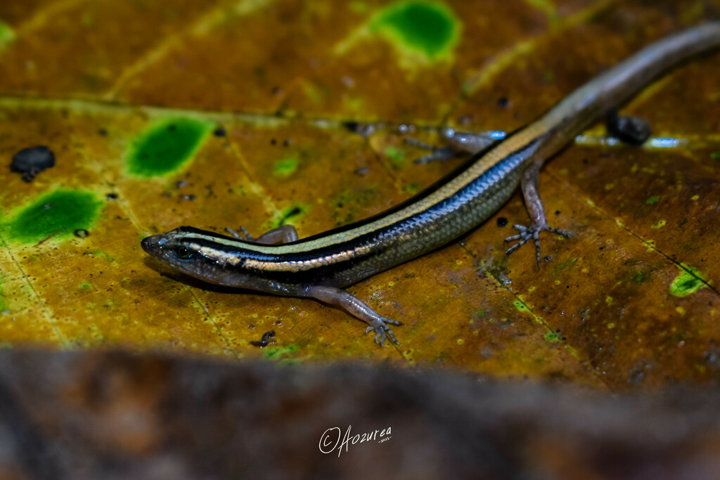 Four-striped Lipinia from Petetea, Kec. Kulisusu Utara, Kabupaten Buton ...