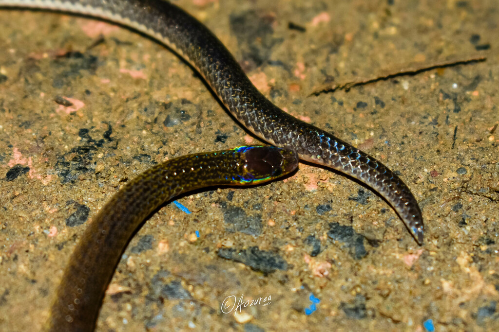 Calamaria butonensis from Petetea, Kec. Kulisusu Utara, Kabupaten Buton ...