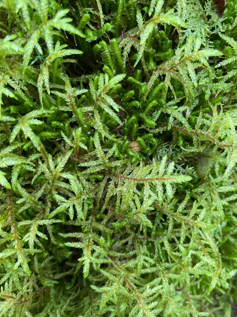 Red-stemmed Feather Moss from Lunenburg, CA-NS, CA on September 15 ...