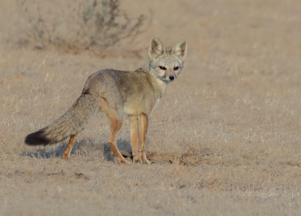 Indian Fox from Rann of Kutch, Gujarat on February 7, 2018 at 05:58 PM ...