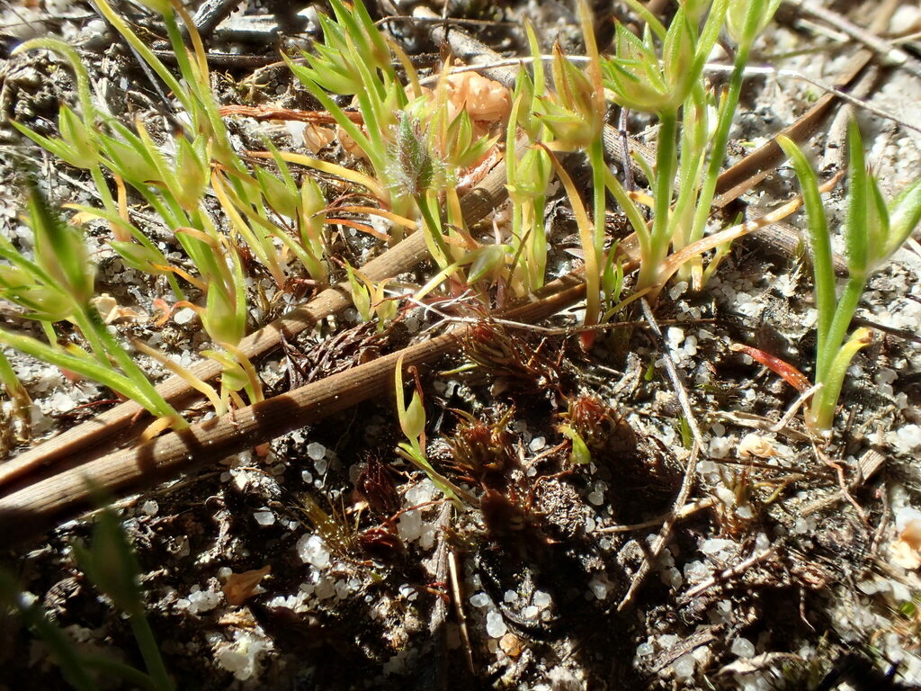 dwarf rush from Cherry Gardens SA 5157, Australia on September 19, 2023 ...