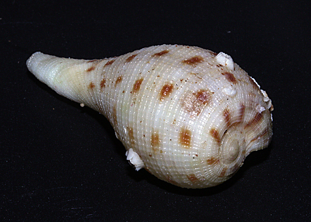 spotted fig shell from Exmouth Gulf, WA, Australia on September 19 ...