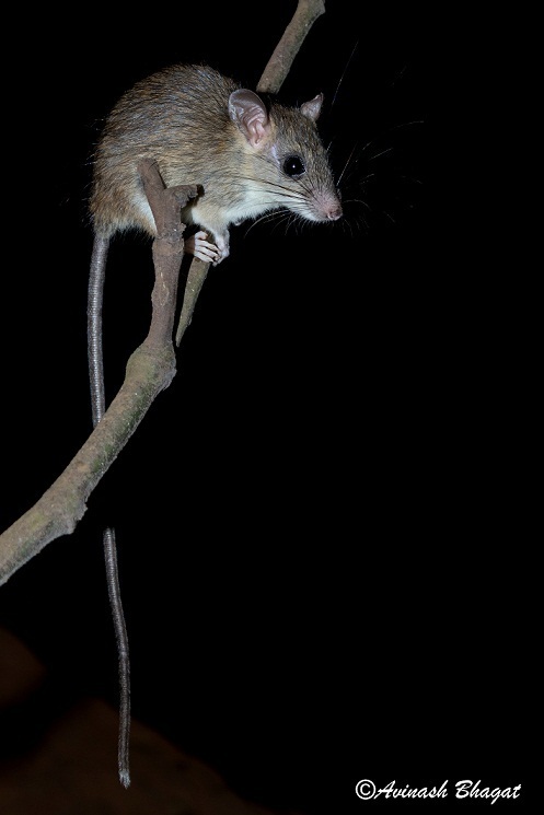 Indian long-tailed tree mouse in June 2016 by Avinash Bhagat ...