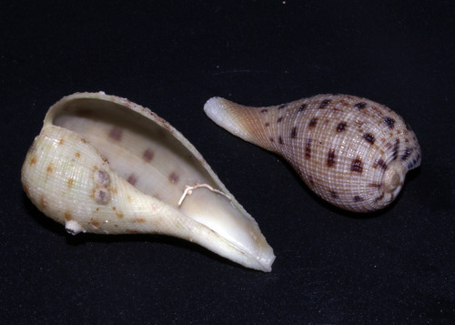 spotted fig shell (Ficus eospila) · iNaturalist