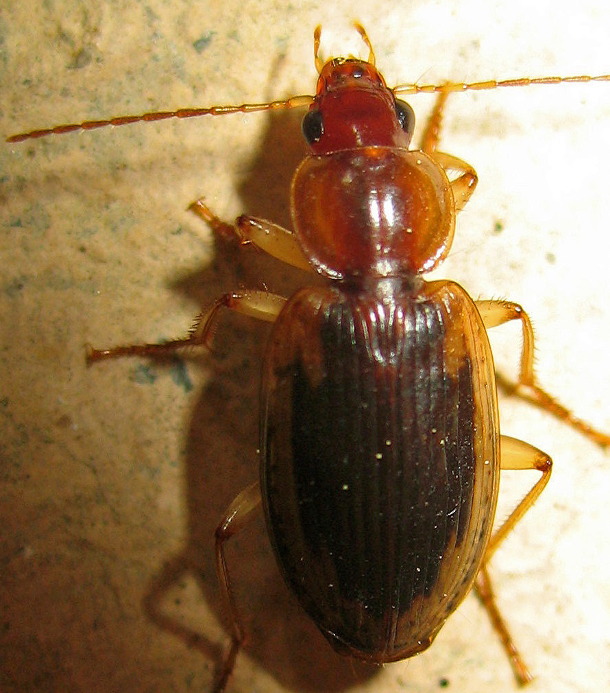 Tule Beetle (Audubon Kern River Preserve) · iNaturalist
