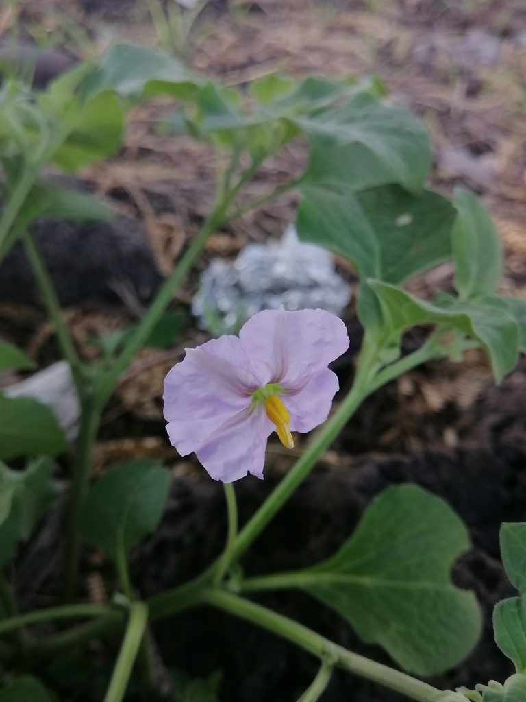 Lycianthes dejecta in July 2023 by Erick Vélez Sánchez · iNaturalist