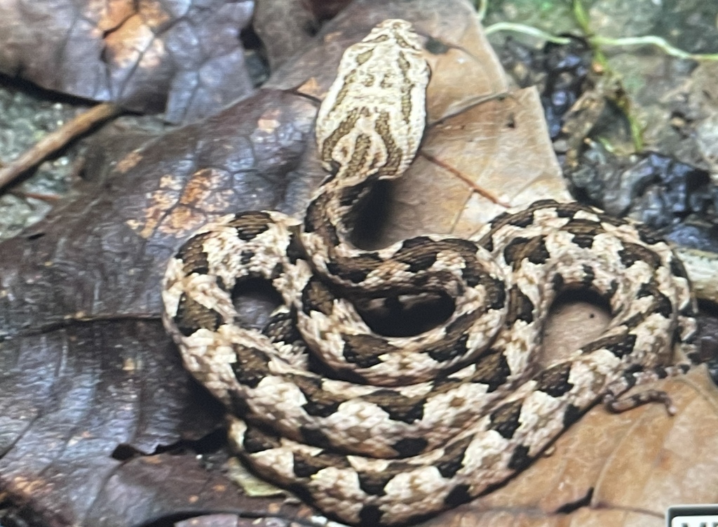 Taiwanese Habu in August 2023 by Lawrence Hylton · iNaturalist