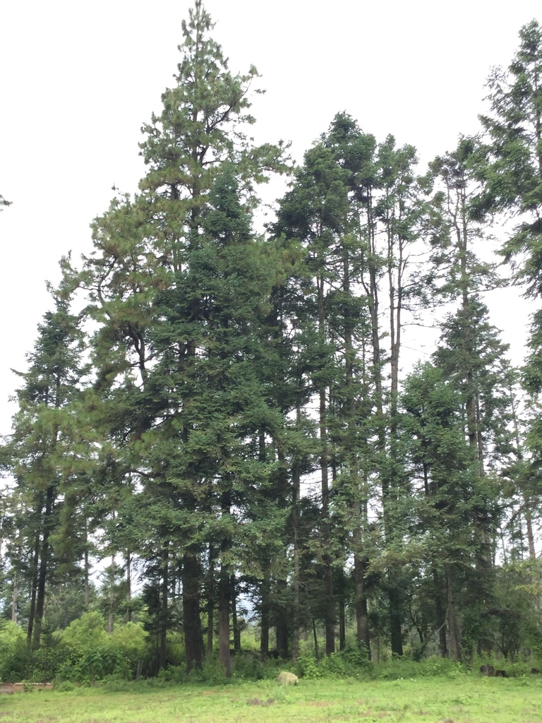 sacred fir from Oyameles, Coyoltepec, EdoMEx on August 20, 2023 at 09: ...