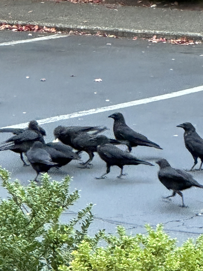 American Crow from Canyon Park Place, Bothell, WA, US on September 19 ...