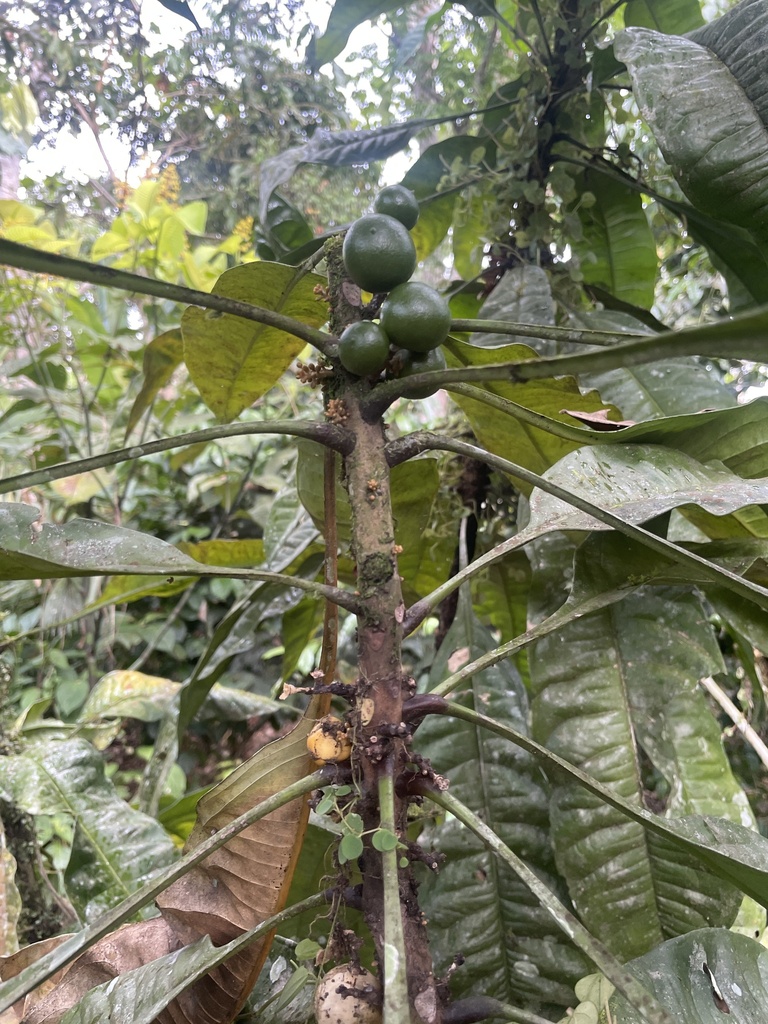 flowering plants from Archidona, Napo, EC on September 9, 2023 at 04:17 ...