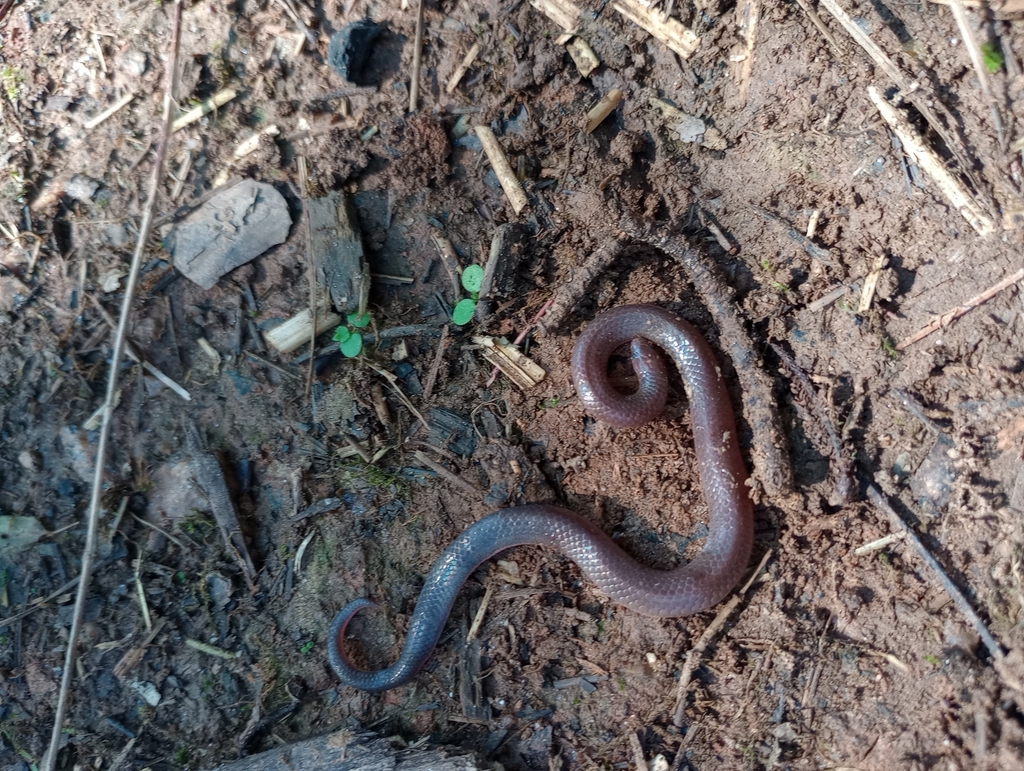 Eastern Worm Snake from Wake County, US-NC, US on September 19, 2023 at ...