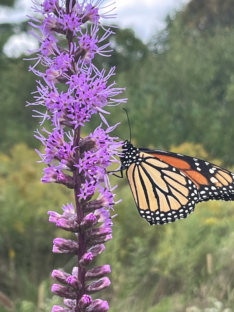 Monarch in September 2023 by mostly_mycelia · iNaturalist