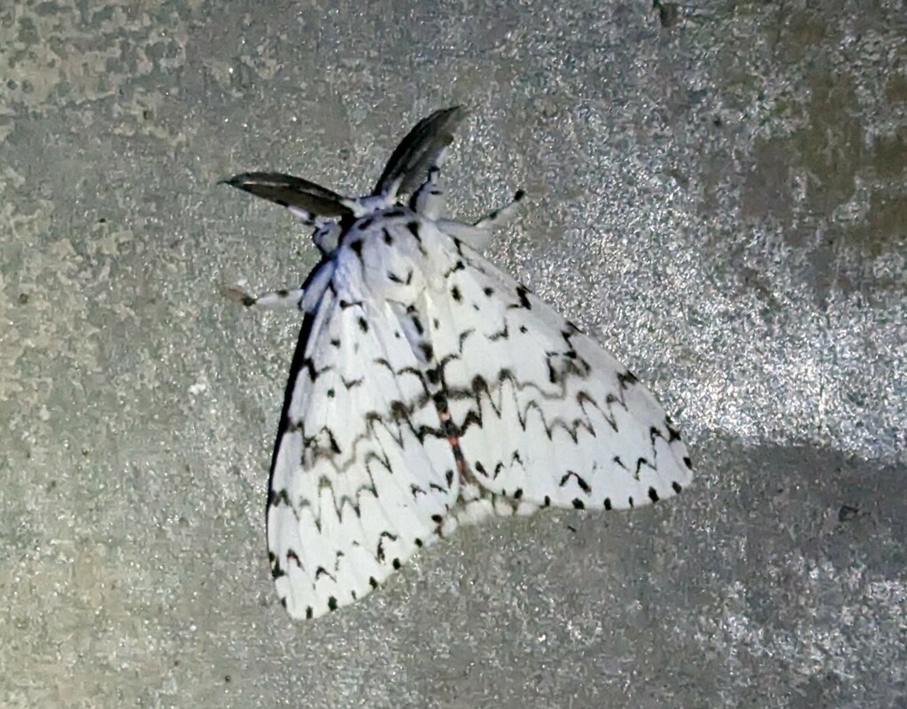 Lymantria similis from NH-40, Umling-Patharkhmah Rd, Meghalaya 793102 ...