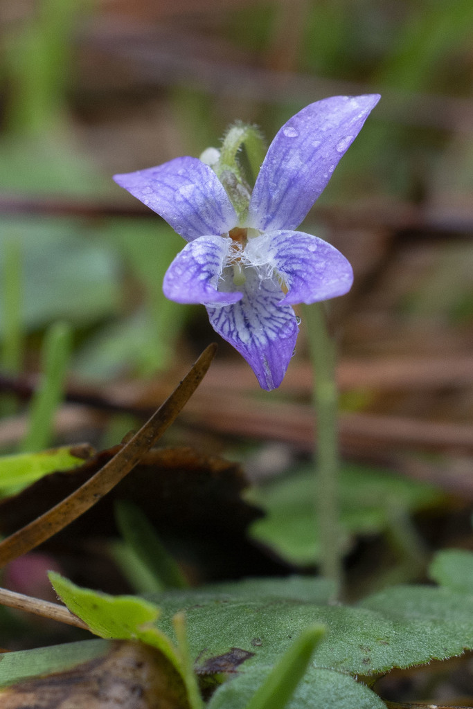 Carolina Violet ( Dicot Forbs of Appalachia 2) · iNaturalist