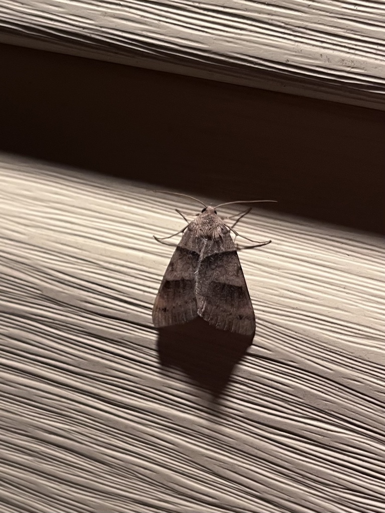 Clover Looper Moth from Williamson Rd, Templeton, PA, US on September ...