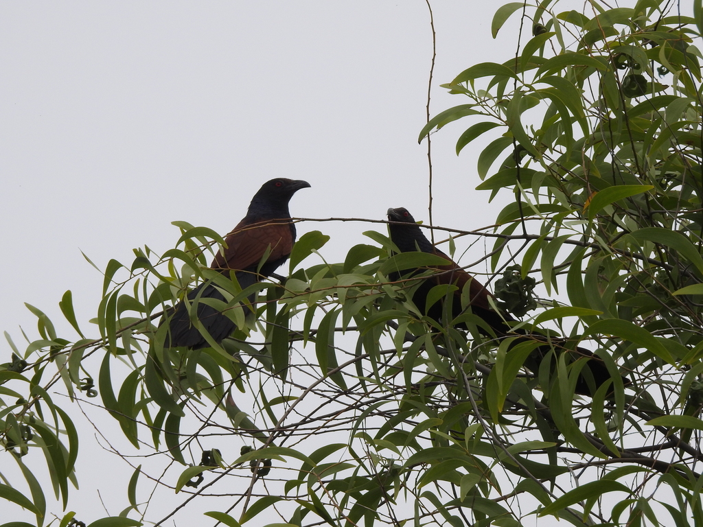 Greater Coucal from UTCL Rawan, Chhattisgarh 493196, India on February ...
