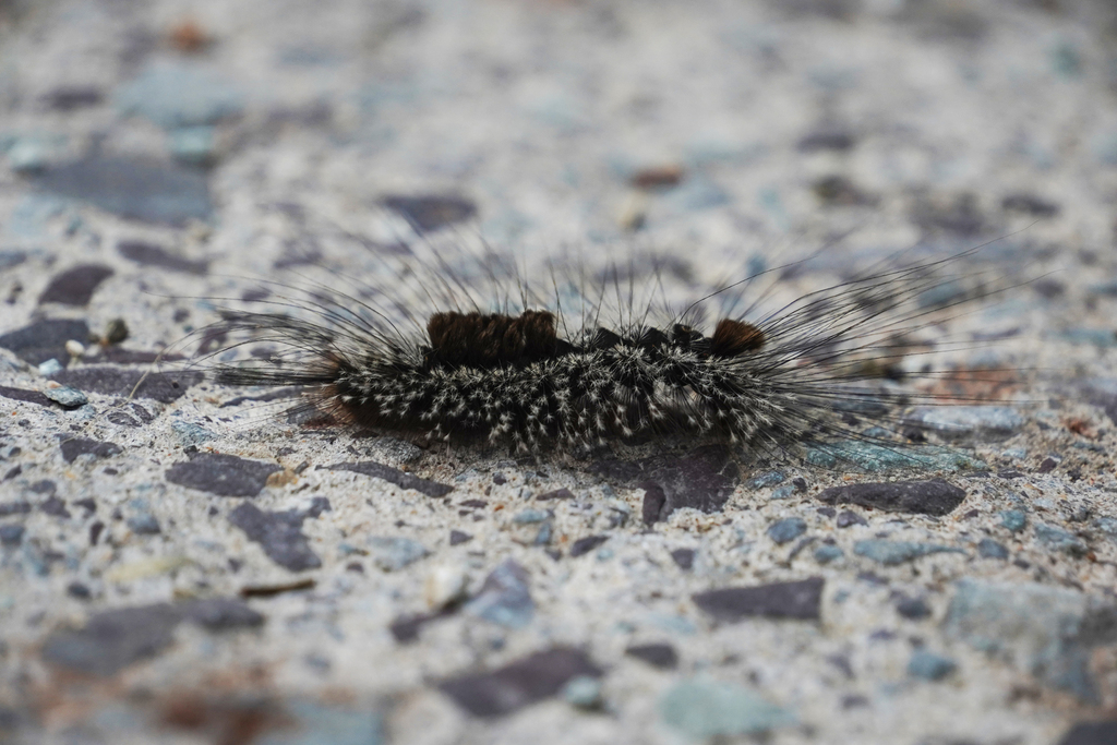 Calliteara lunulata from Үльжү-гүнь, Улсан, Южная Корея on September 19 ...