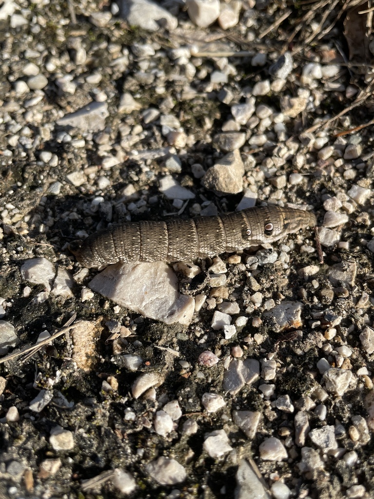 Small Elephant Hawkmoth from Panoramaweg, Piding, Bayern, DE on ...