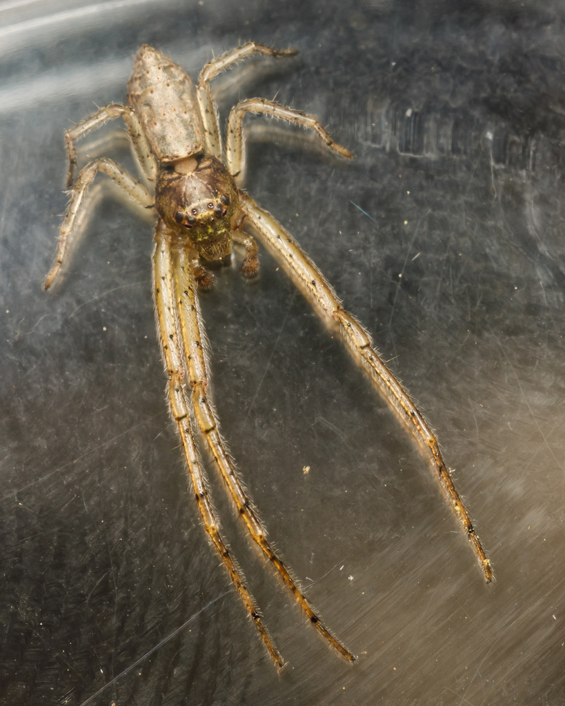 Octopus Spiders from West Carrollton, Carrollton, TX, USA on May 2 ...