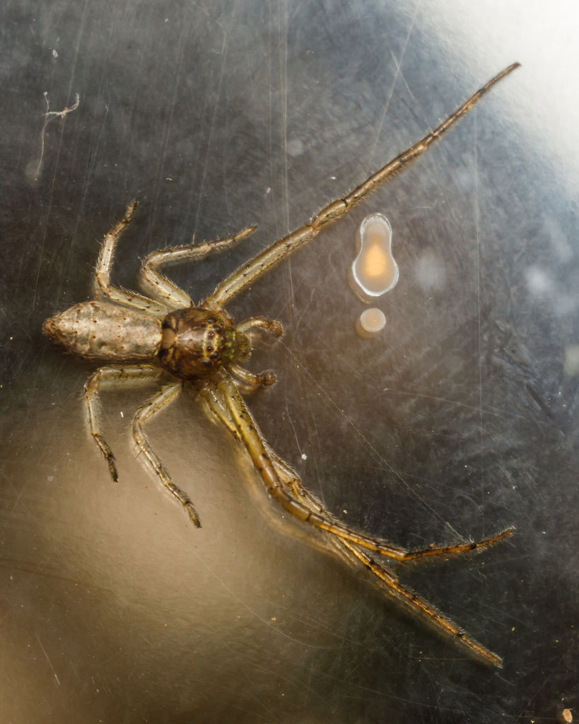 Octopus Spiders from West Carrollton, Carrollton, TX, USA on May 2 ...