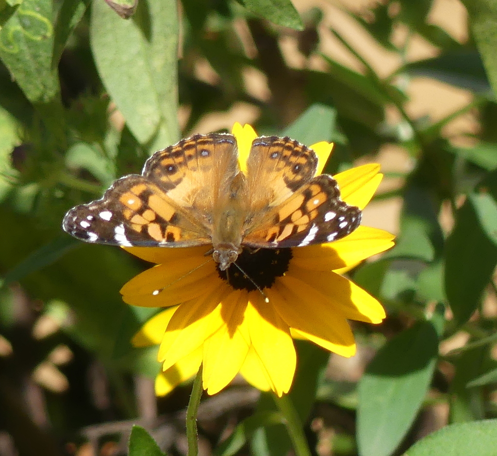 American Lady from Spring Hill, Somerville, MA, USA on September 19 ...