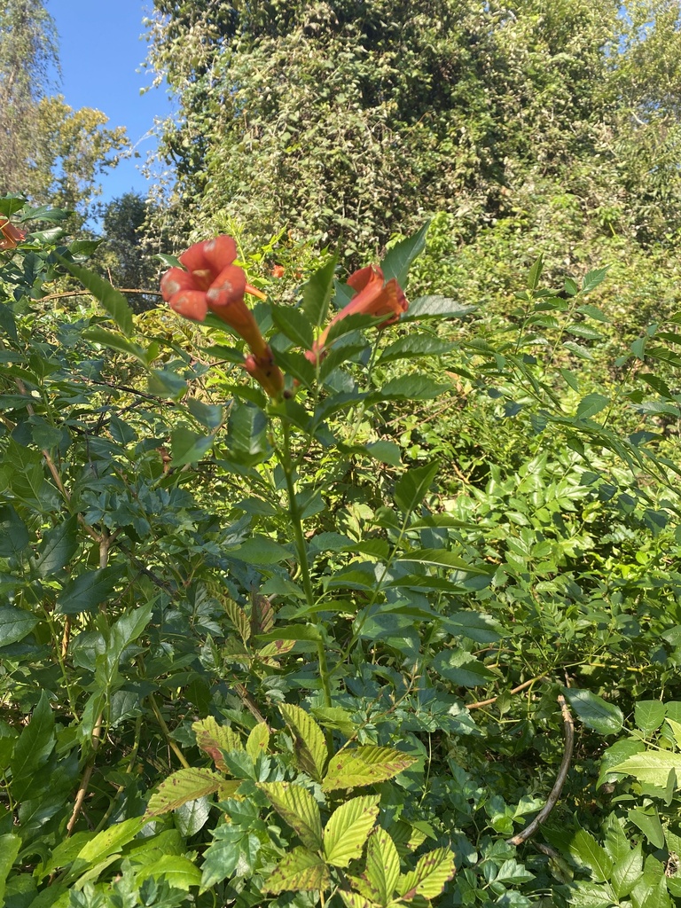 American trumpet vine from Planter's Point Ent Rd, Angleton, TX, US on ...