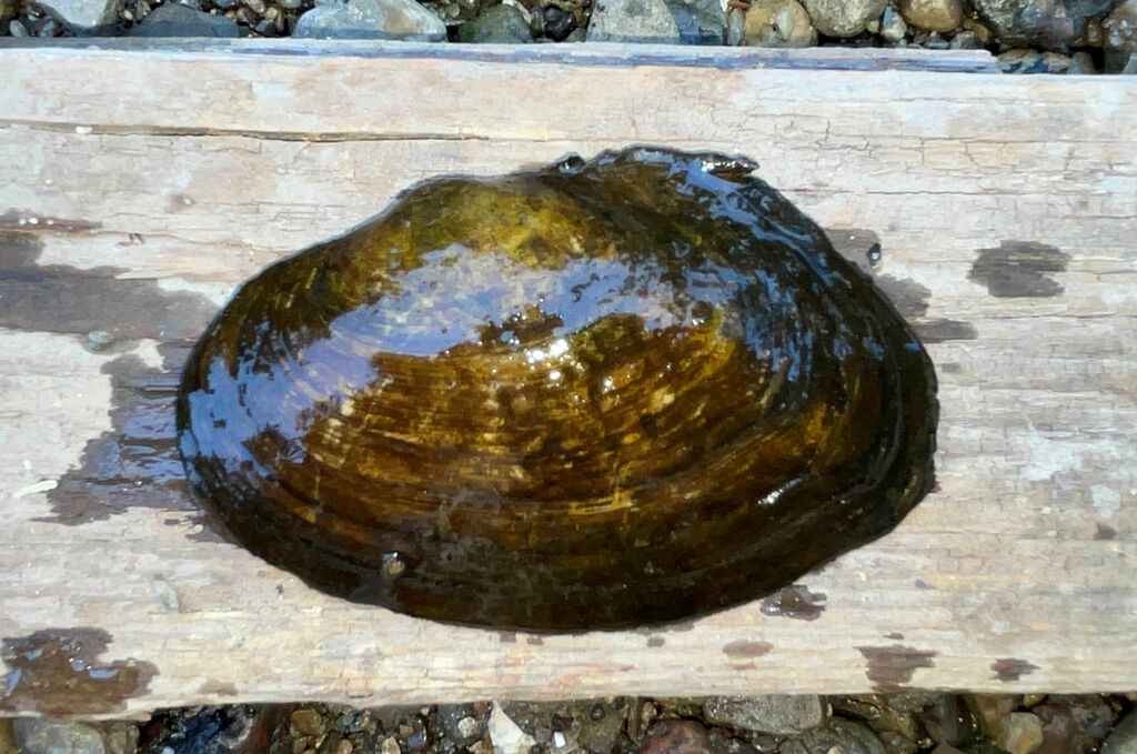 Creek Heelsplitter in September 2023 by William Hull. Timber Creek ...