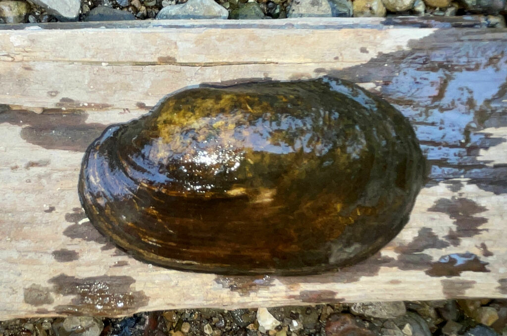 Fatmucket in September 2023 by William Hull. Timber Creek · iNaturalist