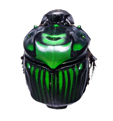 Oxysternon from 8JG3+732, Orellana, Ecuador on December 6, 2016 at 04: ...