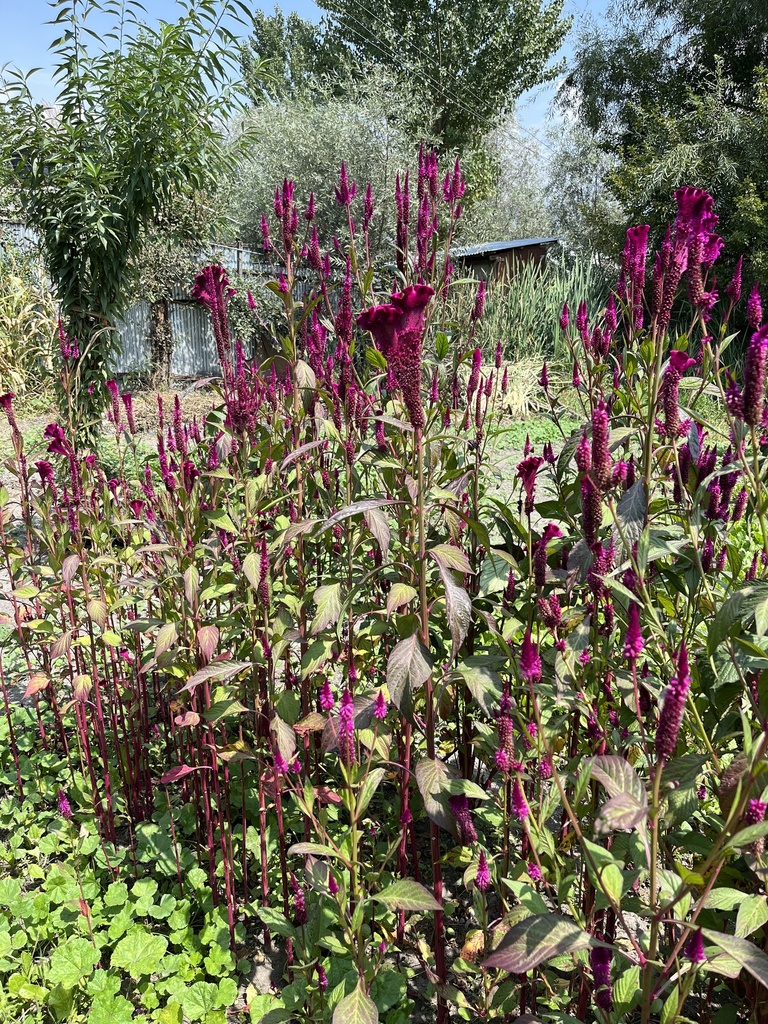 Cockscombs from Iqbal Colony Idd Gha, Srinagar on September 15, 2023 at ...