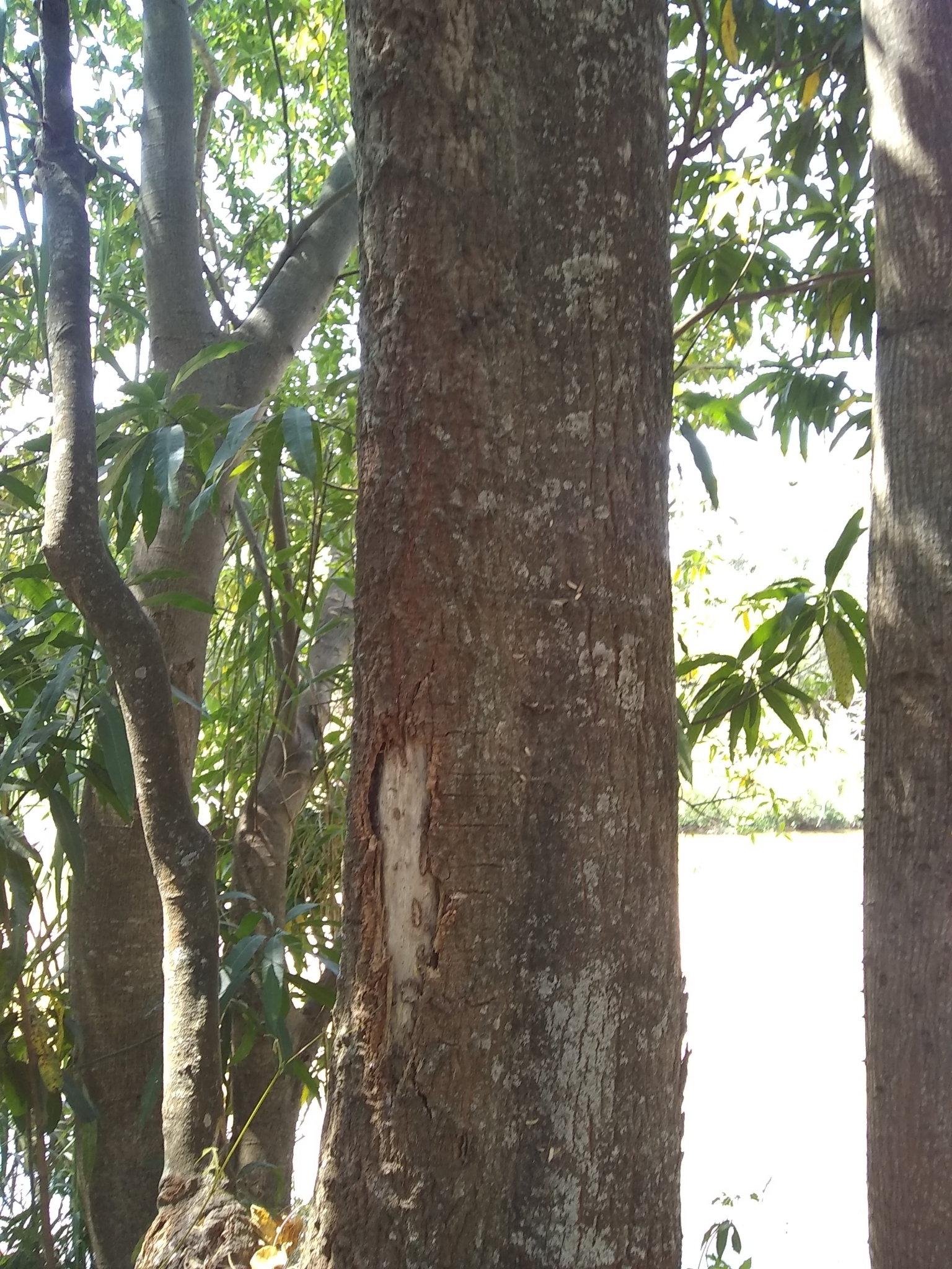 Sideroxylon capiri (A.DC.) Pittier