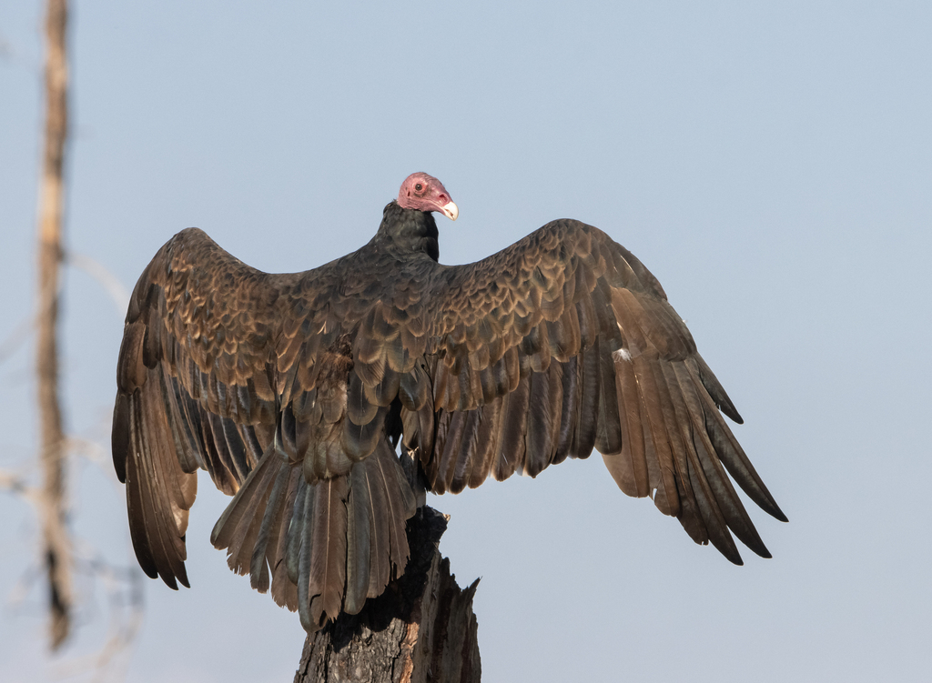 Turkey Vulture from Butte County, CA, USA on September 17, 2023 at 08: ...