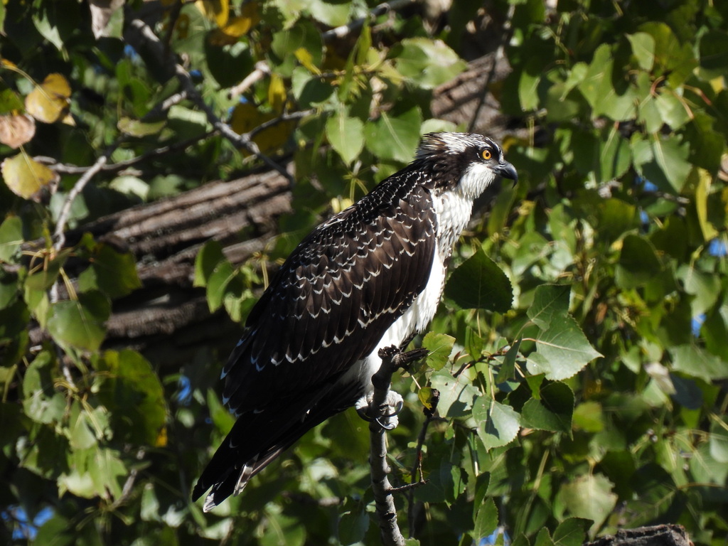 Osprey from Angell, Ann Arbor, MI, USA on September 19, 2023 at 10:36 ...
