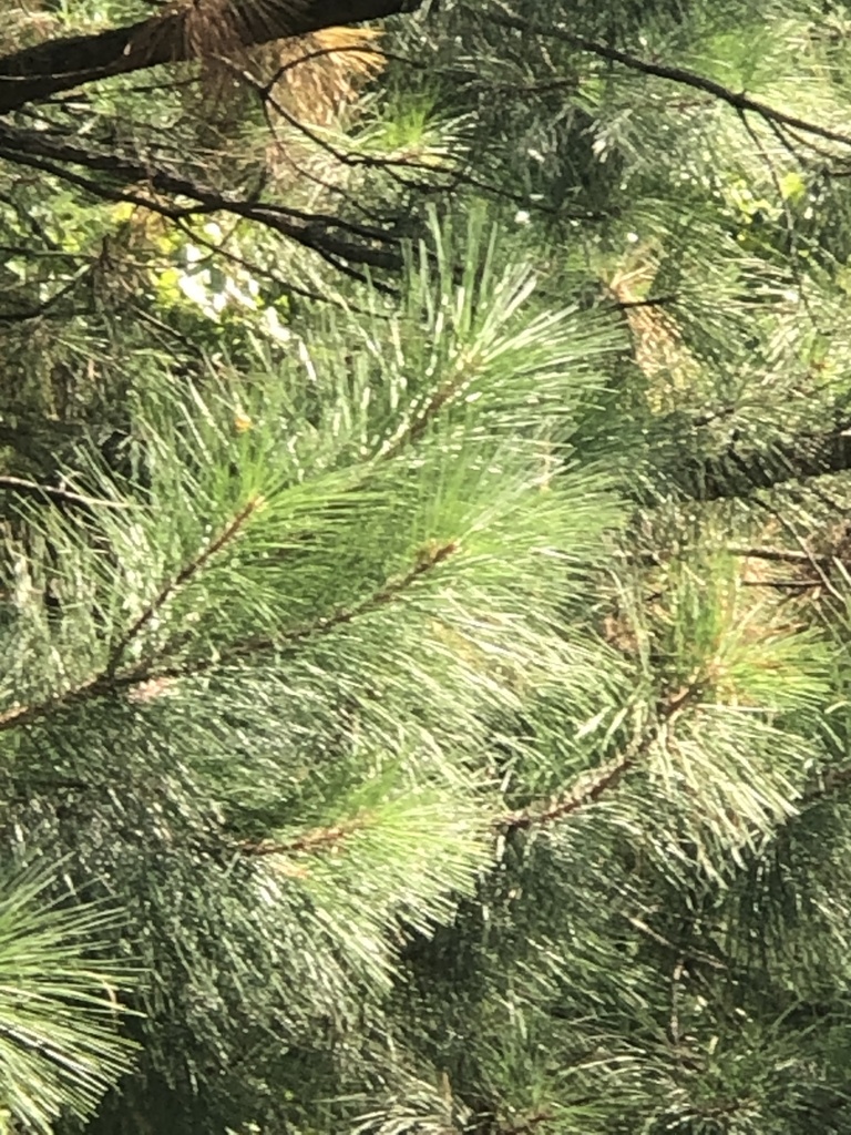 pines from Dominican Dr, Dumfries, VA, US on September 19, 2023 at 12: ...