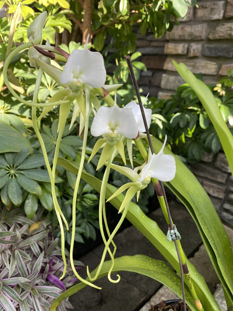 Comet Orchids from Muttart Conservatory, Edmonton, AB, CA on September ...